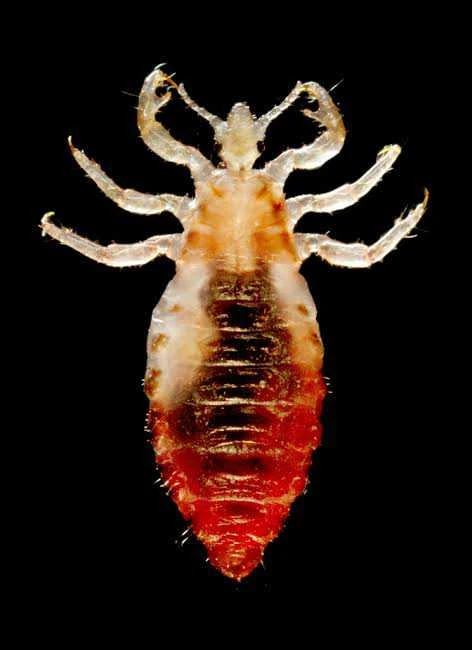Human Head Louse | Monster Bug Wars Wikia | Fandom