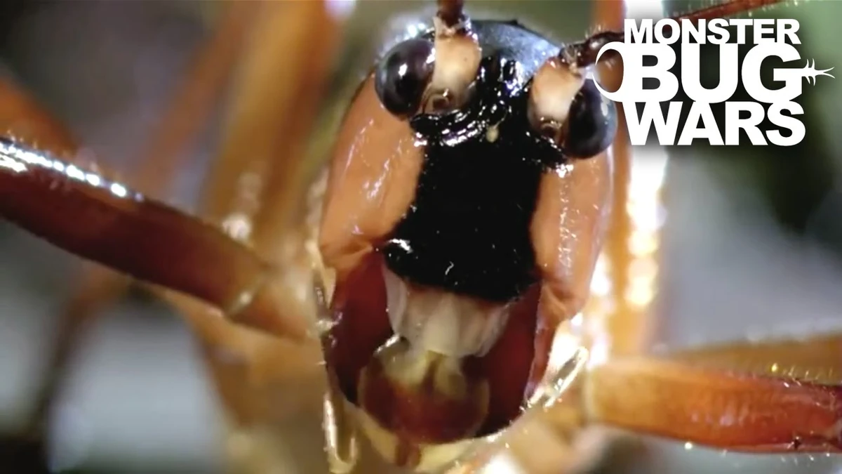 Black Faced Katydid | Monster Bug Wars Wikia | Fandom