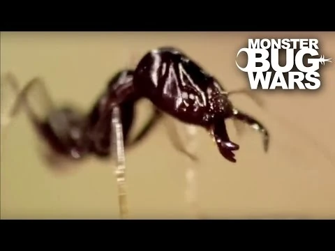 Trap jaw ant | Monster Bug Wars Wikia | Fandom