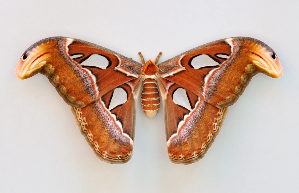 Atlas Moth | Monster Bug Wars Wikia | Fandom