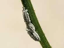 Scale Insect | Monster Bug Wars Wikia | Fandom