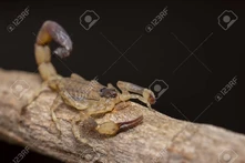 Tree Scorpion Monster Bug Wars Wikia Fandom