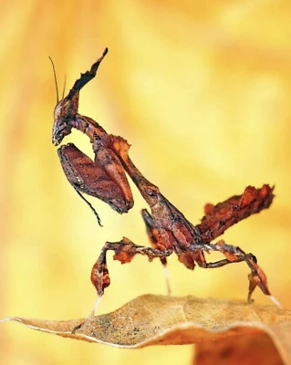 Ghost Praying Mantis