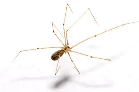 Cellar Spider | Monster Bug Wars Wikia | Fandom