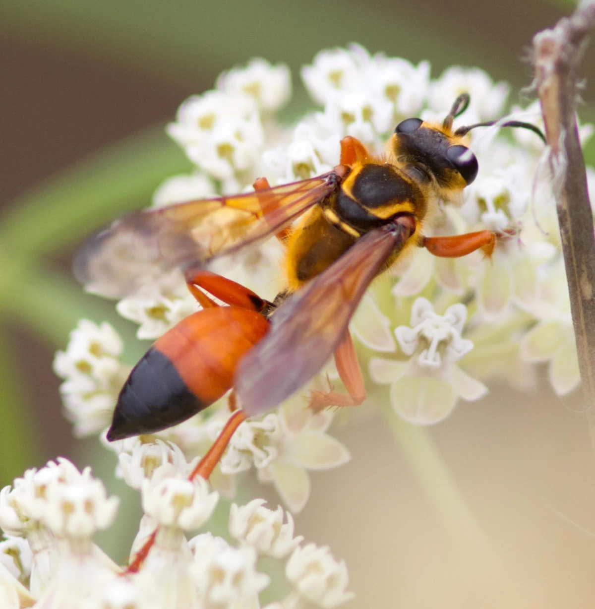 Great Golden Digger Wasp | Monster Bug Wars Wikia | Fandom
