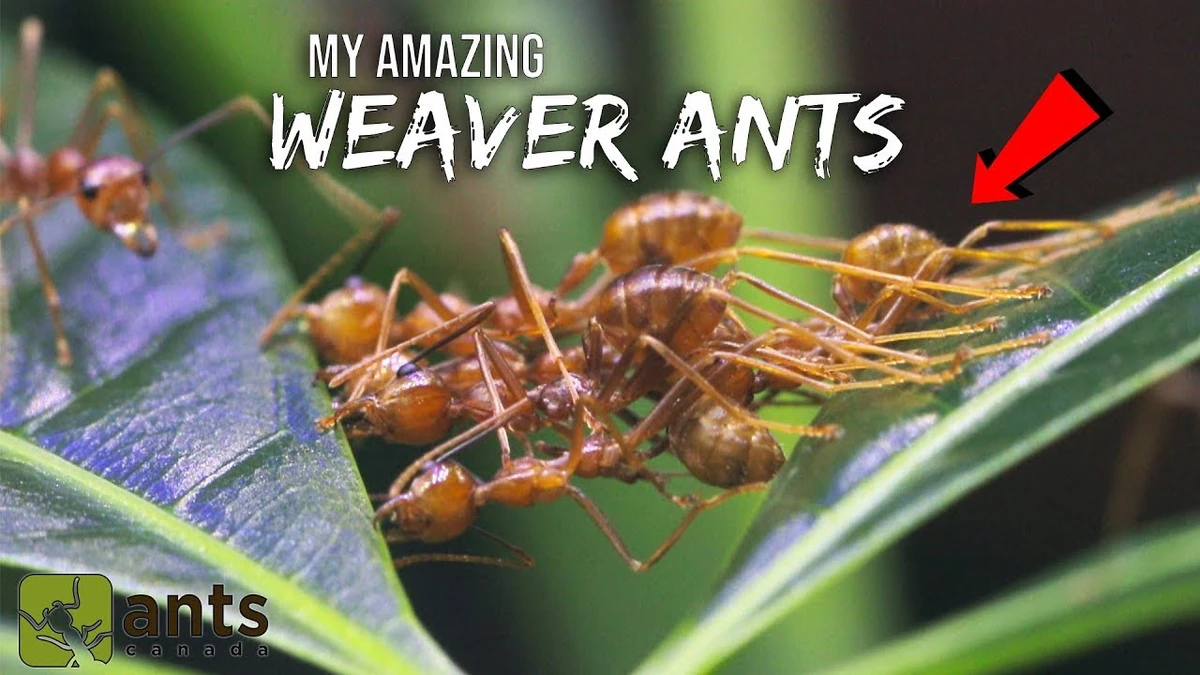 Weaver ants | Monster Bug Wars Wikia | Fandom