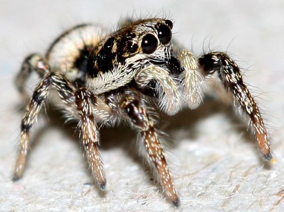 Zebra Jumping Spider | Monster Bug Wars Wikia | Fandom