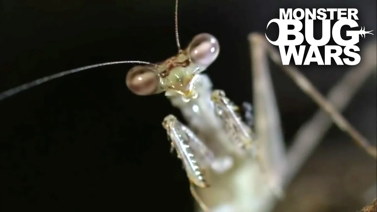 Swift Tree Mantis | Monster Bug Wars Wikia | Fandom