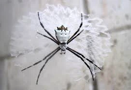 Silverback Cross Spider | Monster Bug Wars Wikia | Fandom