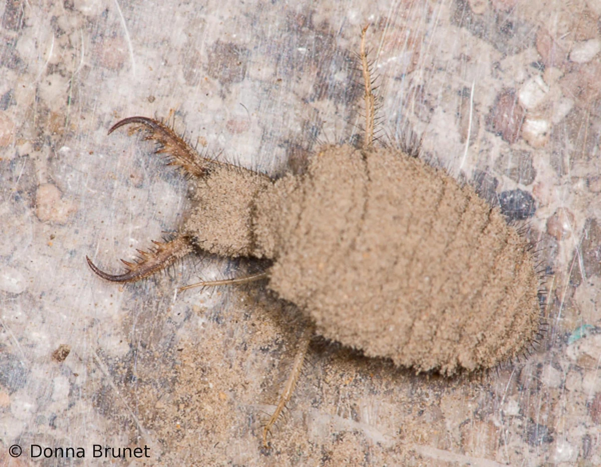 Antlion | Monster Bug Wars Wikia | Fandom