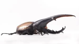 Hercules Beetle | Monster Bug Wars Wikia | Fandom