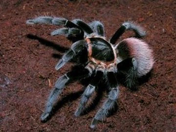 Red Rump Tarantula