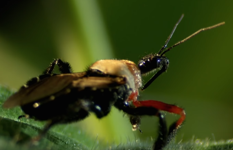 Crimson Legged Assassin Bug Monster Bug Wars Wikia Fandom