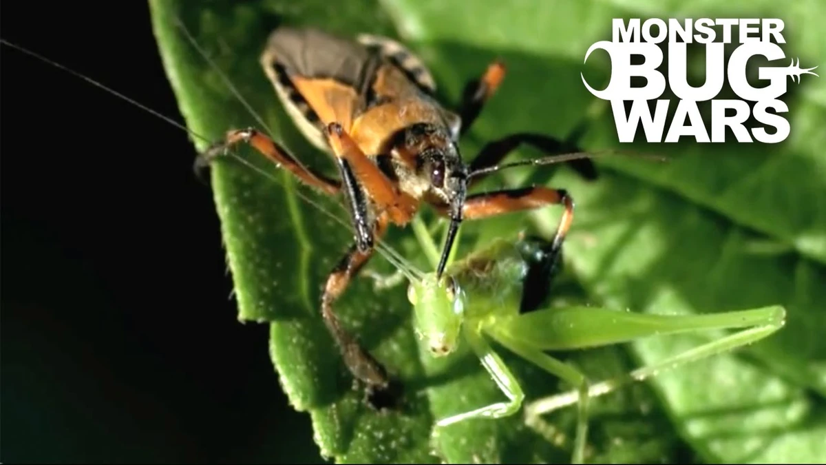 Tiger Assassin Bug | Monster Bug Wars Wikia | Fandom