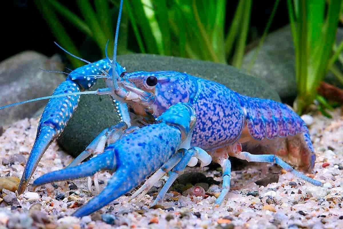 Blue Crayfish | Monster Bug Wars Wikia | Fandom