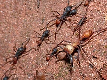 Army Ant | Monster Bug Wars Wikia | Fandom