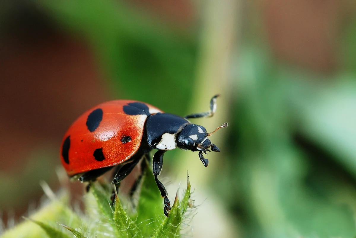 Ladybug | Monster Bug Wars Wikia | Fandom