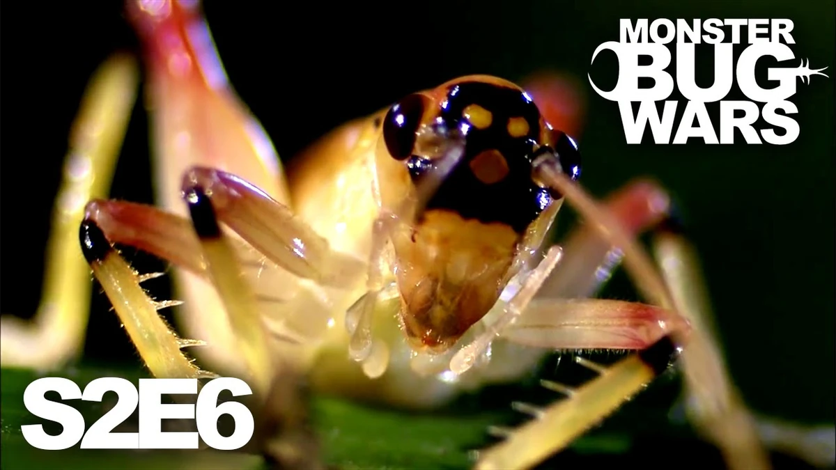 Sunburst Raspy Cricket | Monster Bug Wars Wikia | Fandom