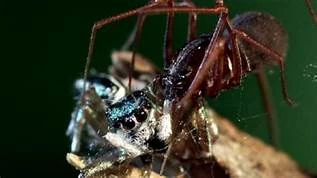 Spitting Spider | Monster Bug Wars Wikia | Fandom