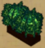 Plant M (Grass) | Monster Girls and the Mysterious Adventure Wiki | Fandom