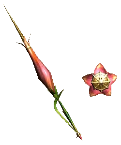 Noble Aroma (MHGU) | Monster Hunter Wiki | Fandom