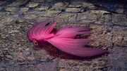 Qurio | Monster Hunter Wiki | Fandom