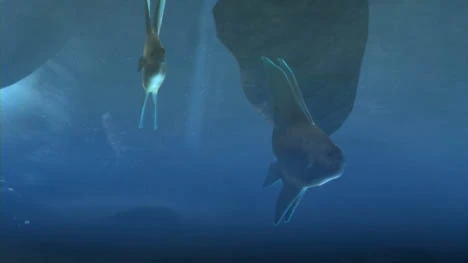 Рыба | Monster Hunter вики | Fandom