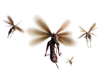 Vespoid | Wiki Monster Hunter | Fandom