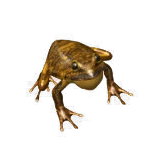 Fauna de Monster Hunter | Wiki Monster Hunter | Fandom