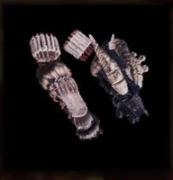 Bone Vambraces - Monster Hunter: World Wiki