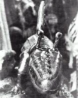 Magnedon | Monster Moviepedia | Fandom