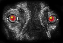 Phantom Black Dogs | Monster Moviepedia | Fandom