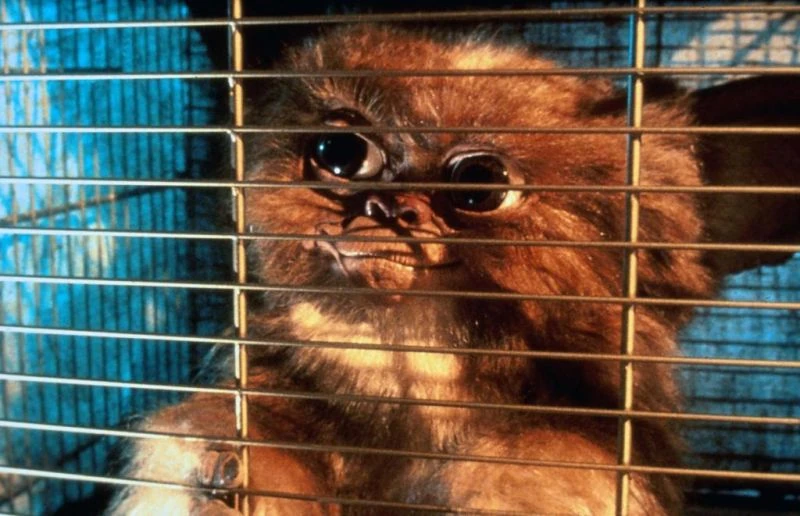 Earl Gremlin
