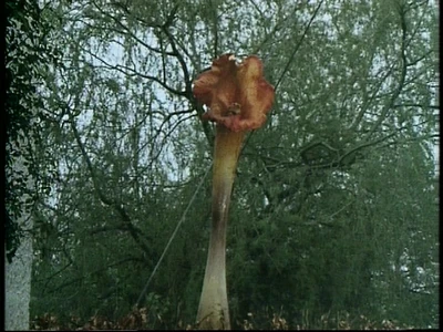 Triffids | Monsterspedia Wiki | Fandom