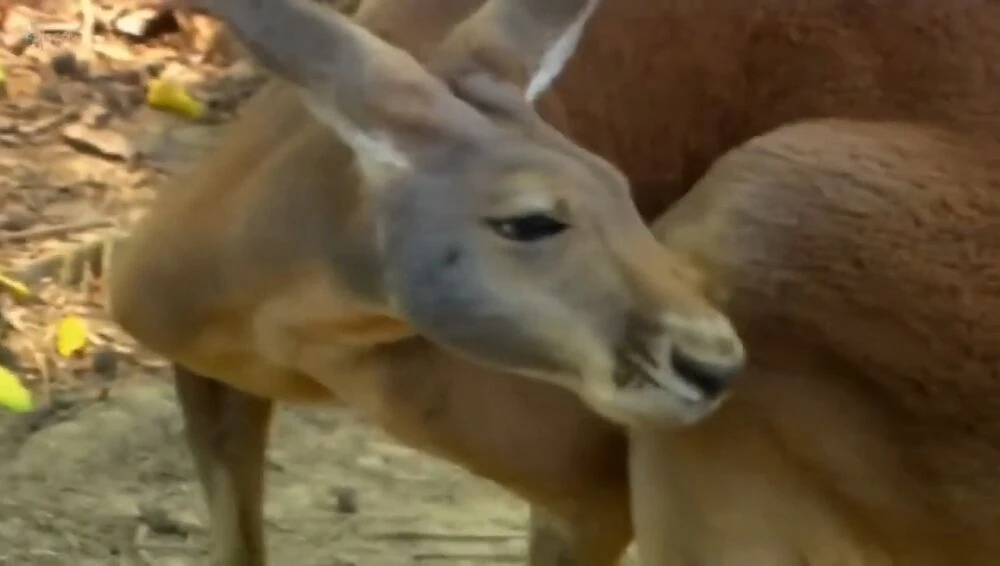 Red Kangaroo | Monsters Resurrected Wiki | Fandom