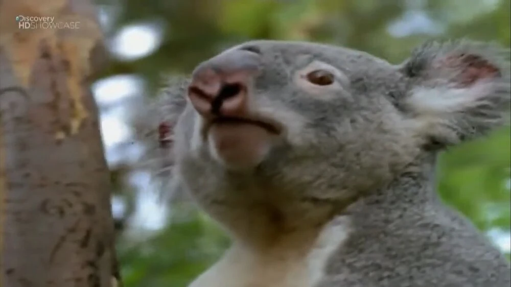 Koala | Monsters Resurrected Wiki | Fandom