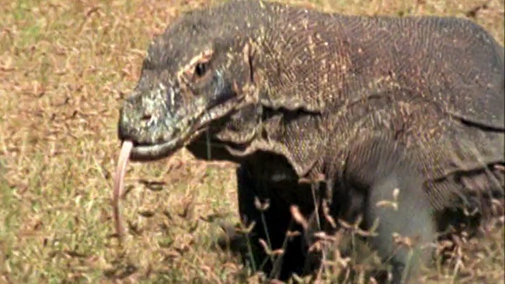 Komodo Dragon | Monsters Resurrected Wiki | Fandom