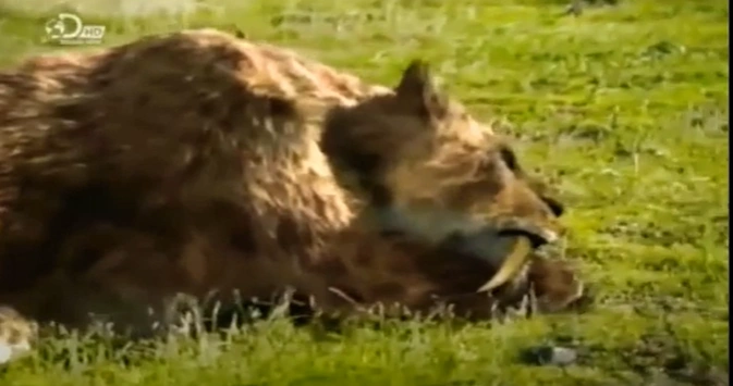 Smilodon | Monsters Resurrected Wiki | Fandom