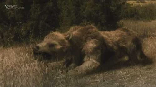Bear- Dog | Monsters Resurrected Wiki | Fandom