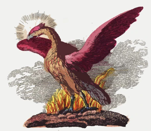 Phönix | Monster Wiki | Fandom