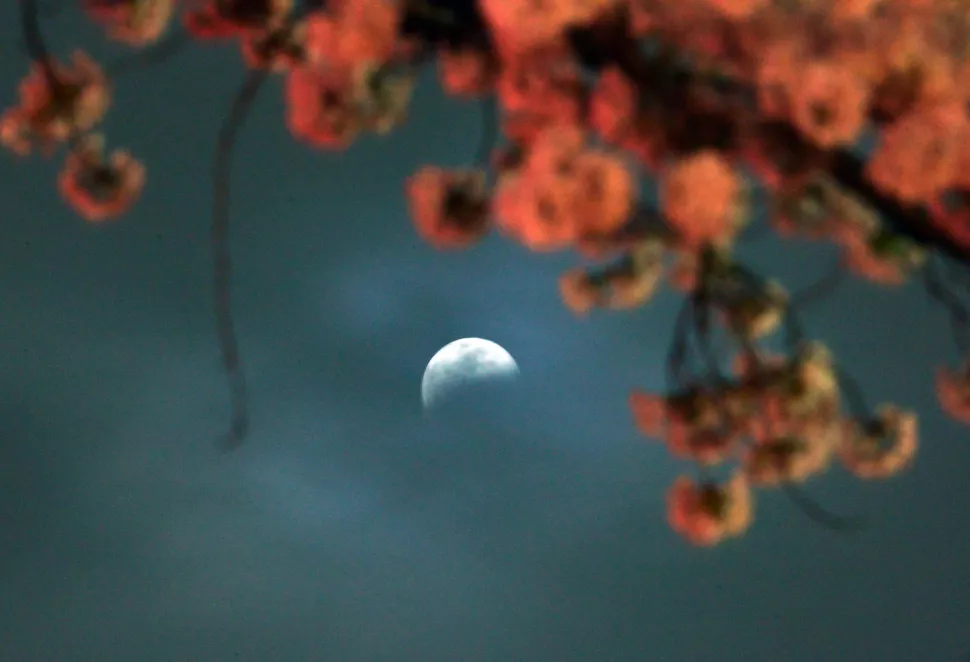 Flower Moon | May Wiki | Fandom