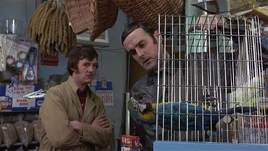 Dead Parrot | Monty Python Wiki | Fandom
