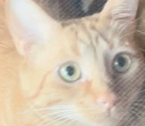 Ziggy | Mooler Tree Wiki | Fandom