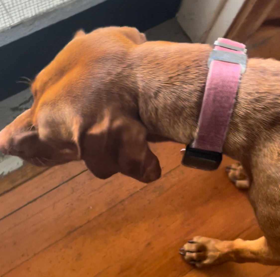 Mooler | Mooler Tree Wiki | Fandom