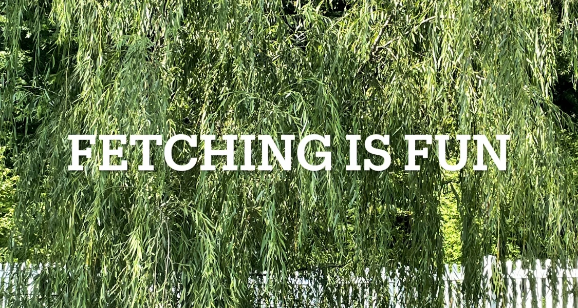 Fetching Is Fun | Mooler Tree Wiki | Fandom