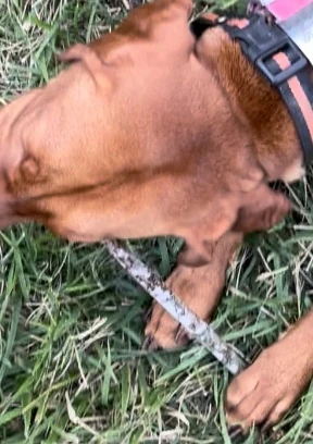 The Stick | Mooler Tree Wiki | Fandom