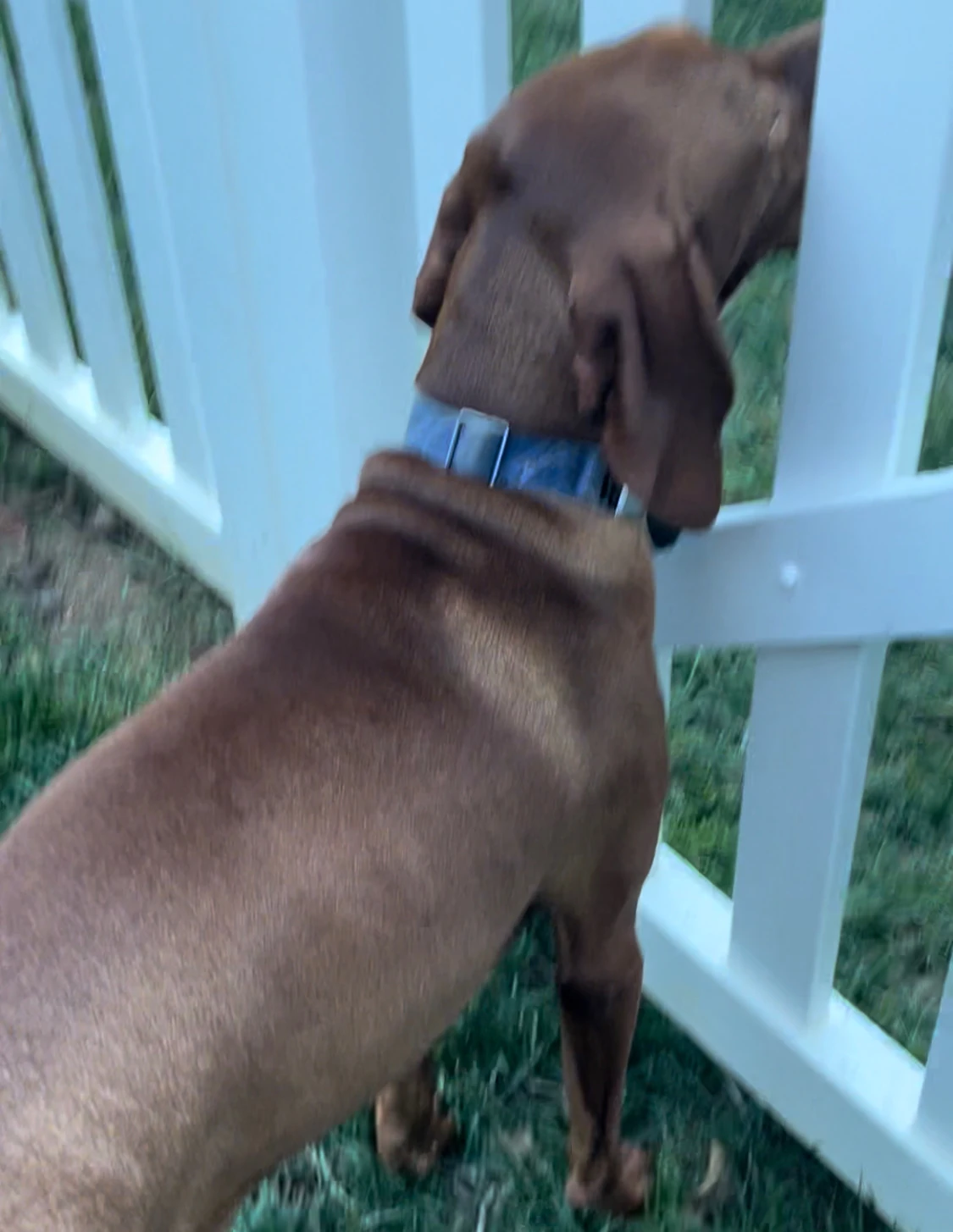 Oliver | Mooler Tree Wiki | Fandom