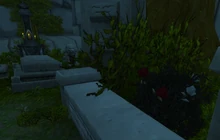 Gilnean Rose | Moon Guard Wiki | Fandom