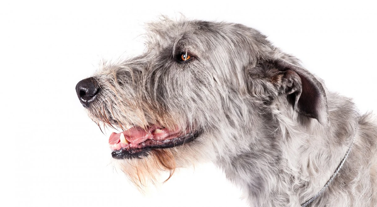 Faoladh | Moon Guard Wiki | Fandom