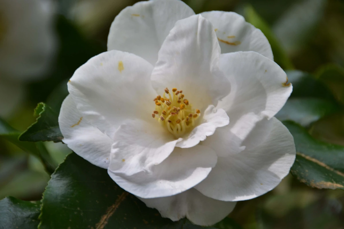 Peacebloom | Moon Guard Wiki | Fandom